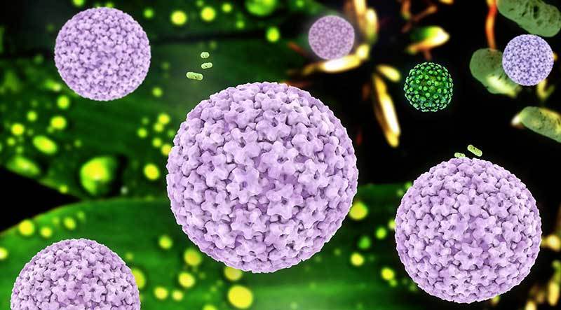 Leading Global Awareness Efforts for HPV | UCSF Helen Diller Family ...