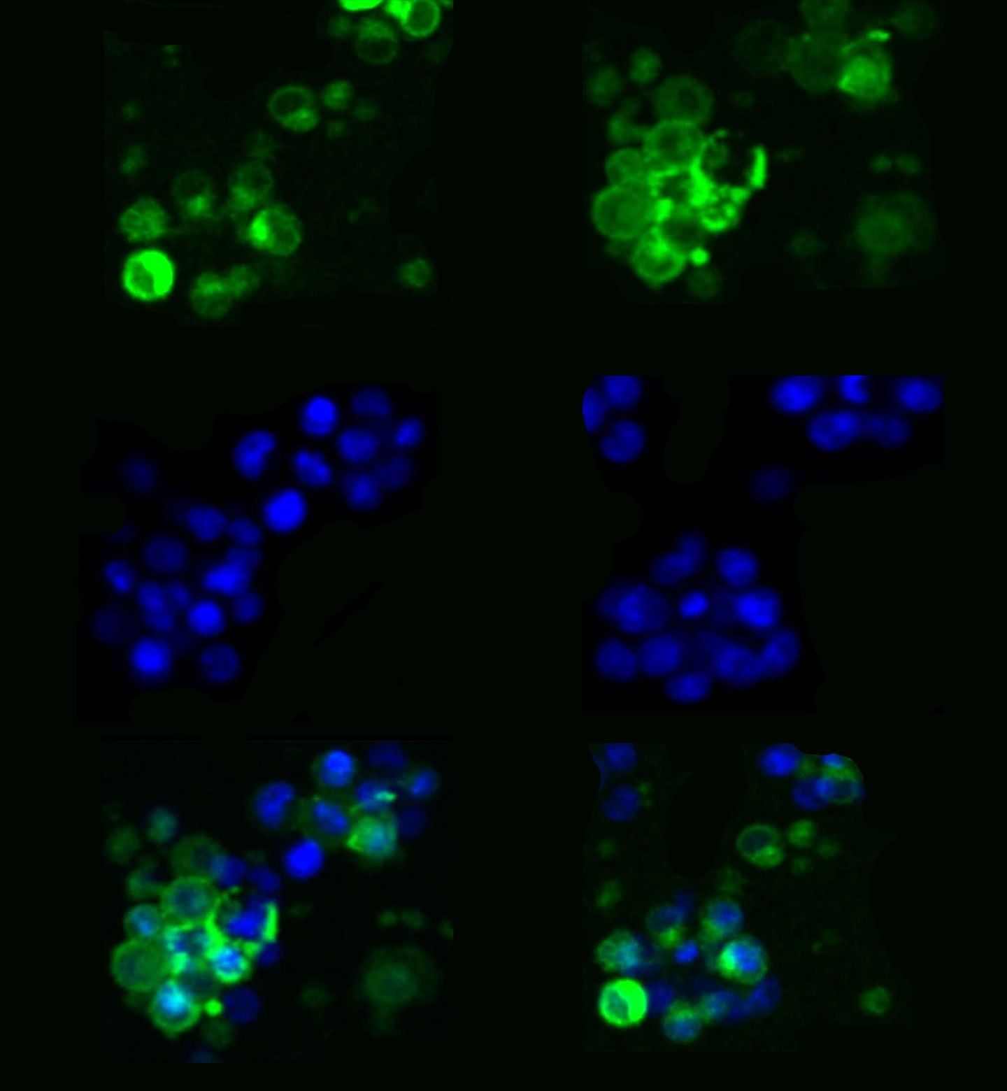 A Cellular Engineering Breakthrough: High-Yield CRISPR Without Viral ...