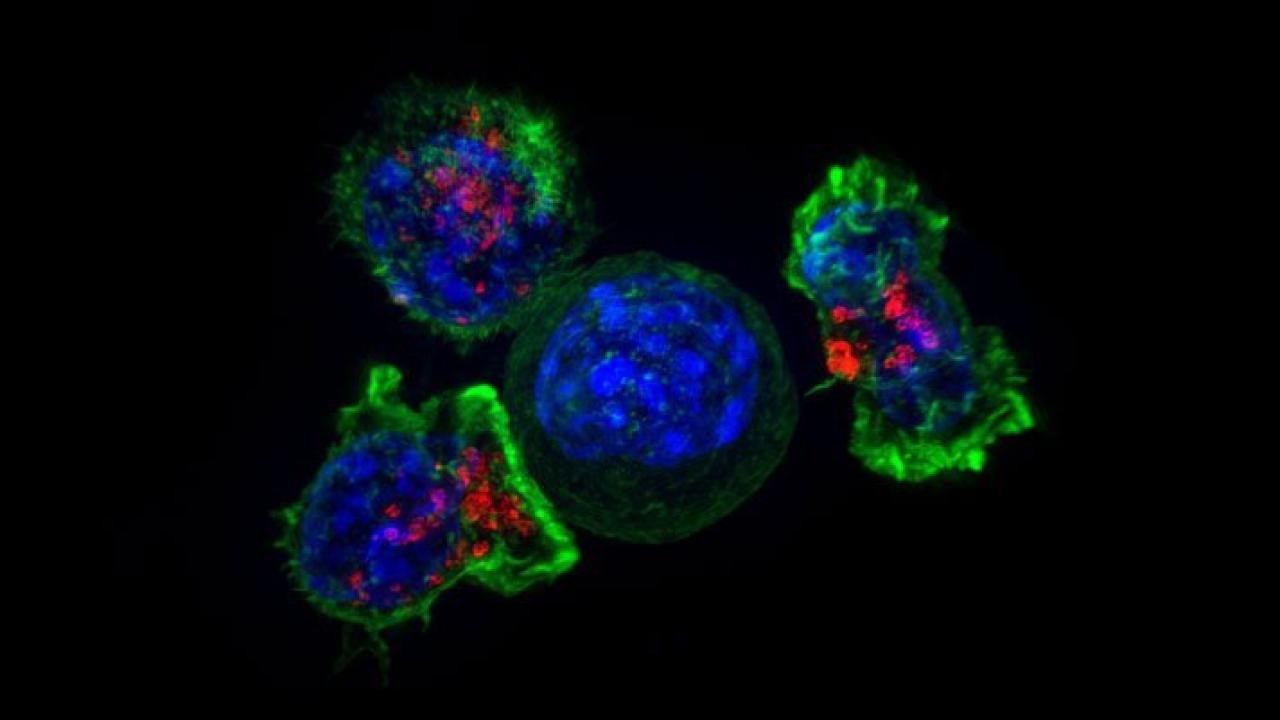 Remote Control' of Immune Cells Opens Door to Safer, More Precise ...